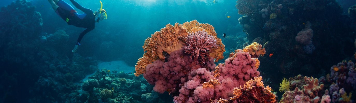 IDC Courses | Circle Divers