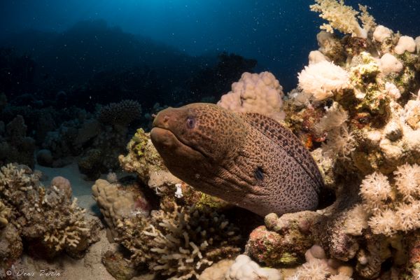 Best Dive Sites in Sharm El Sheikh | Circle Divers