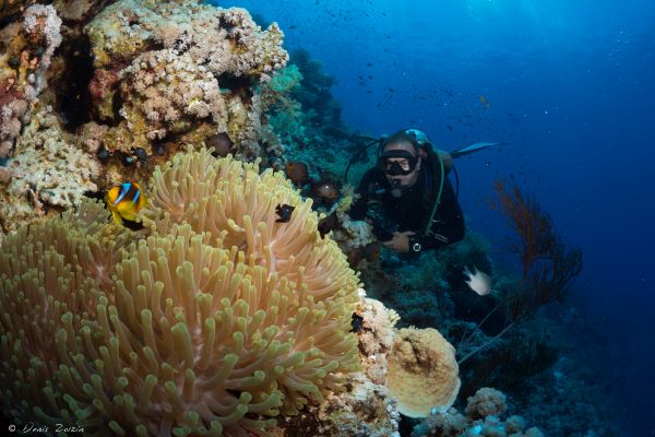 Best Dive Sites in Sharm El Sheikh | Circle Divers