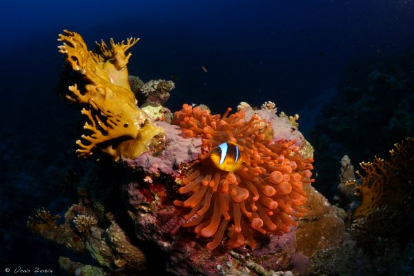 Thomas Reef - Site de plongée de Tiran