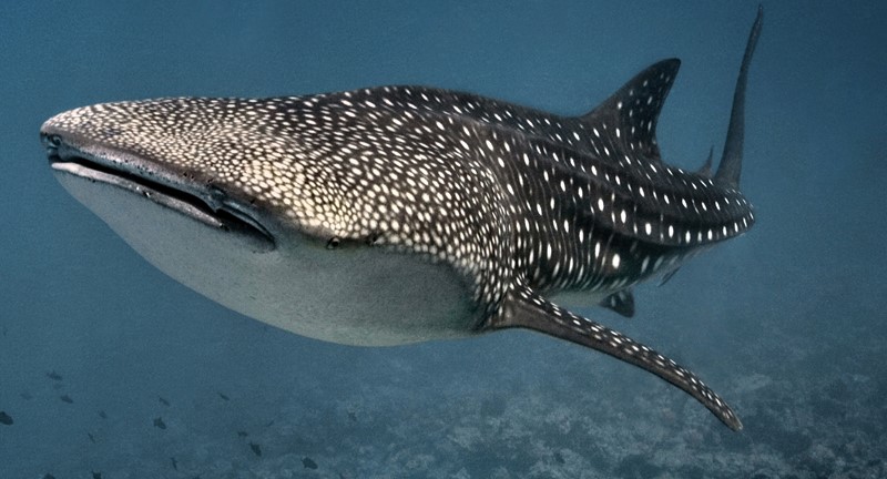 International Whale Shark Day