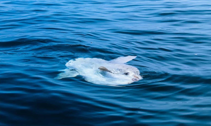The Mola Mola fish of the Red Ssea.